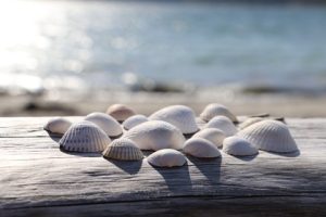 Shell Blessing Ceremony: A Timeless Tradition Explained