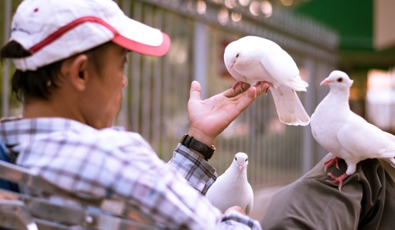 Dove Release Wedding Ceremony Explained