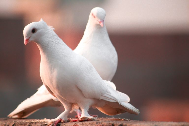 Dove Release Wedding Ceremony Explained