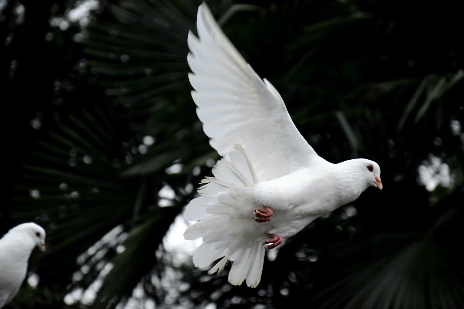 Dove Release Wedding Ceremony Explained